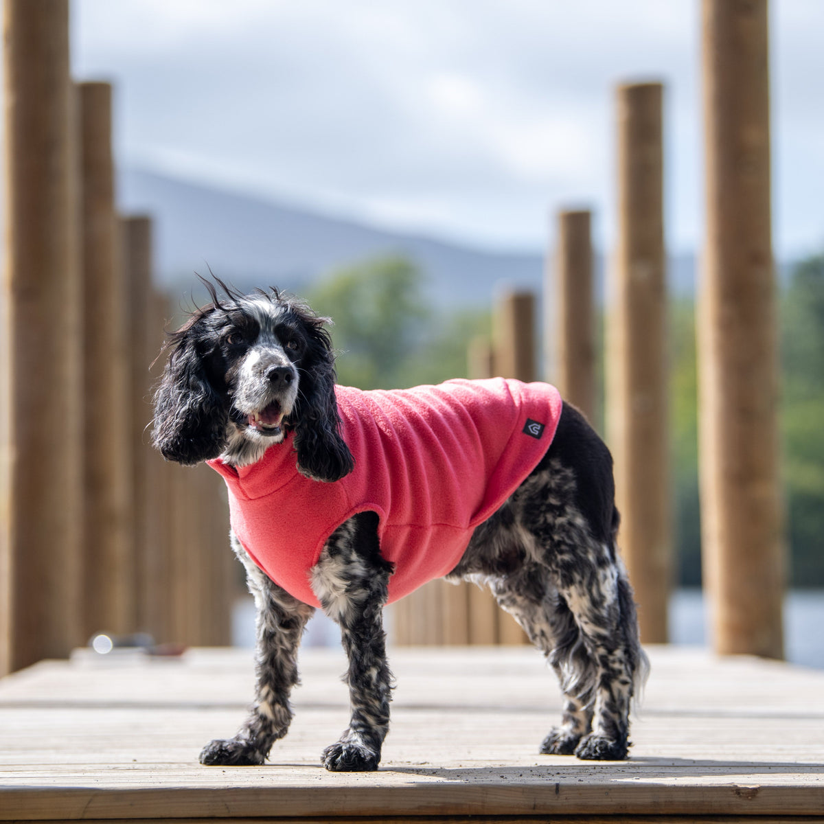 Fleece Jumpers for Terriers/Spaniels | Cosy Dog Fleeces | DOGHOUSE