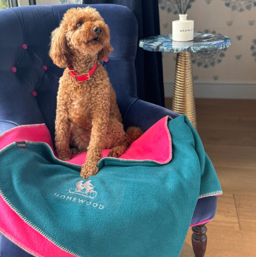 Hotel Starter Pack for Hotels | DOGHOUSE | Welcome Gift Box for Dogs