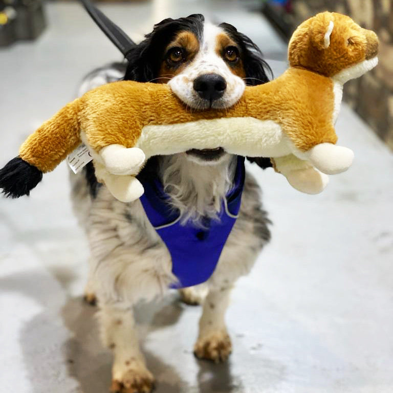 Sally the Stoat Toy | Animal Instincts Cuddly Dog Toys | Doghouse ...